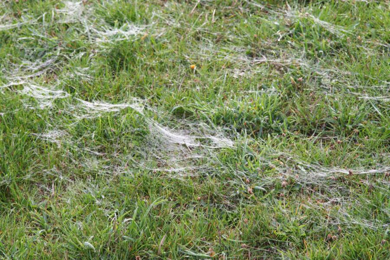 Clumps of spiders are falling from the sky in California in a ...