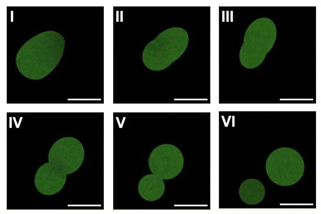 World's first synthetic cell with a complete life cycle could ...