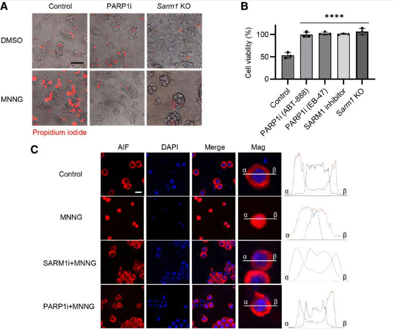 DNA damage can trigger neurons to self-destruct