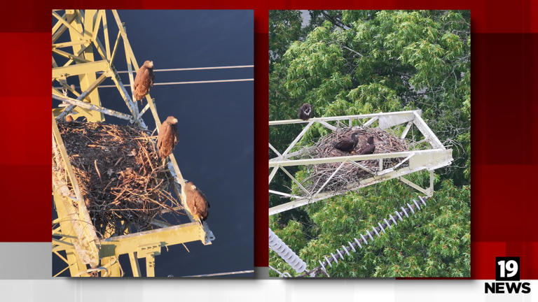 Bald eagle eaglet rescued from FirstEnergy transmission tower in Summit ...