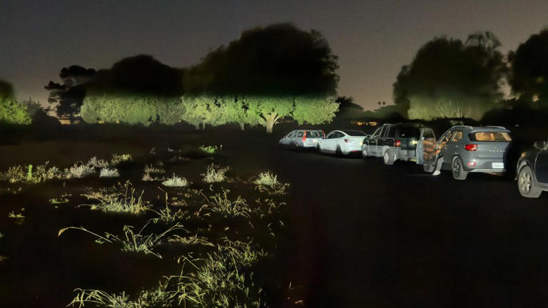 Under full moon, native fish arrive to dance on Bay shores in annual ...