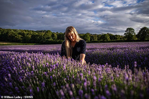 Farm besieged by influencers puts Wi-Fi boosters in lavender fields so ...