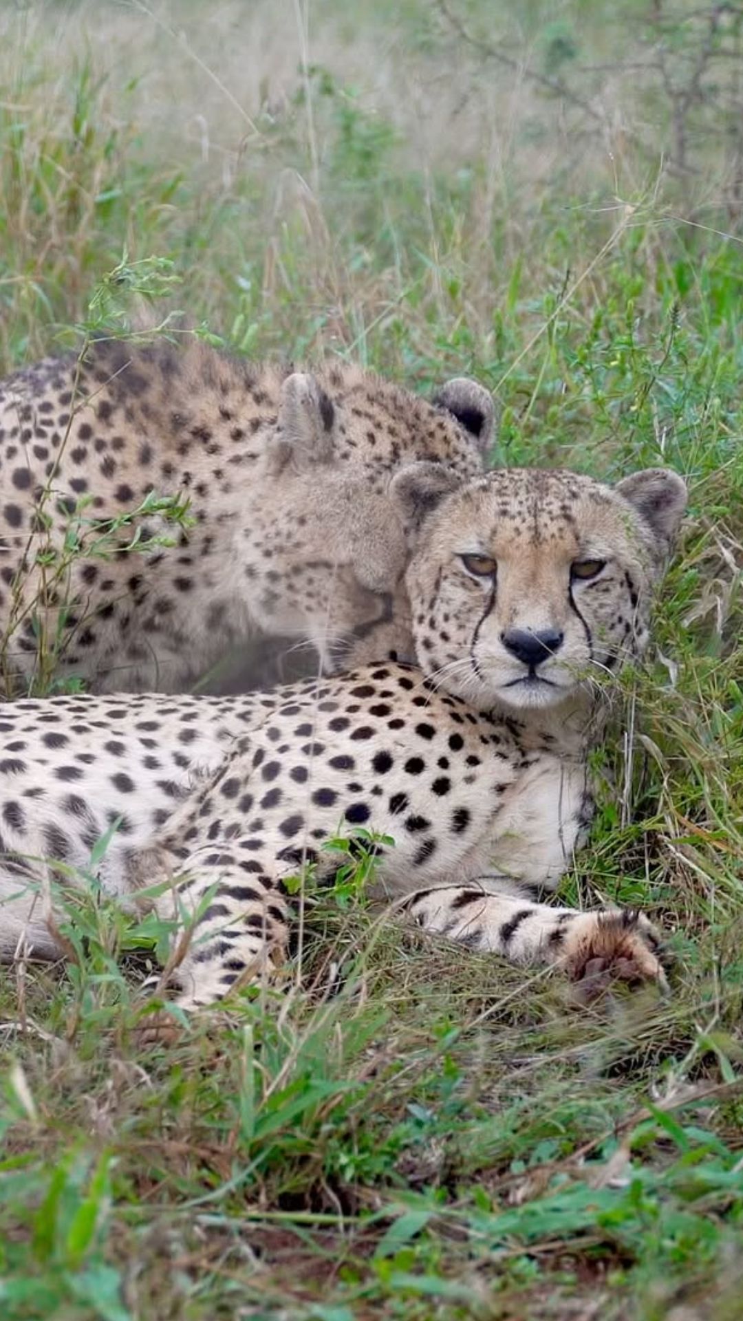 How mutual grooming strengthens cheetah relationships