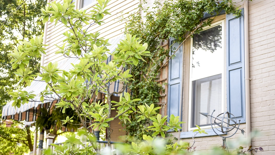 9 small trees for colorful, wildlife-friendly gardens