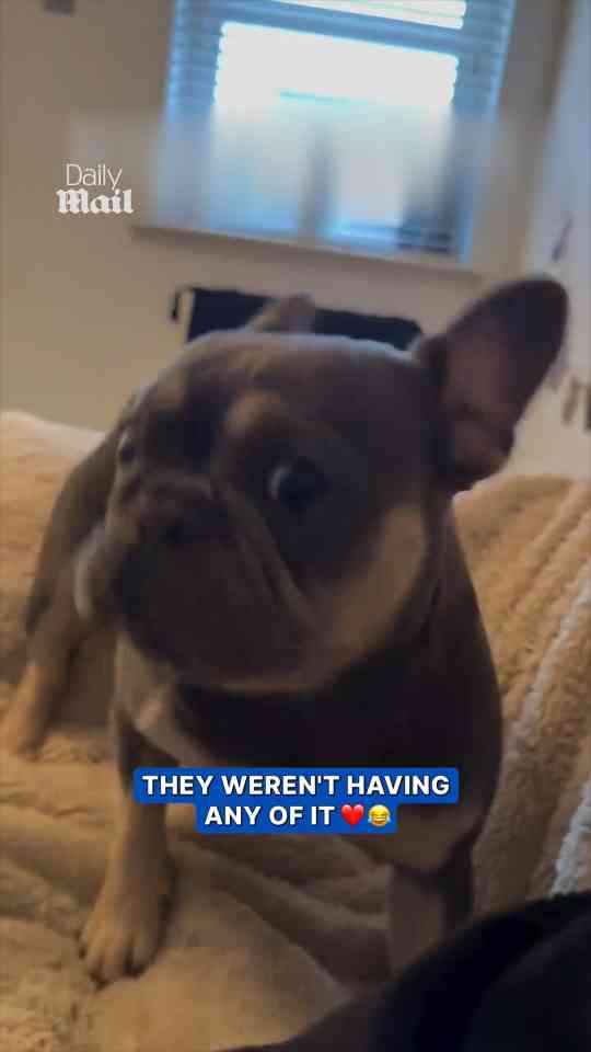 French bulldogs have hilarious reaction to water spray