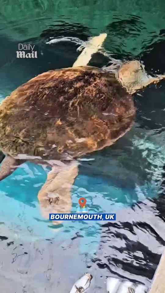 Turtle celebrates birthday with special treat