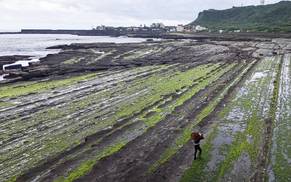 Coastal foraging tours blend adventure with sustainable seafood