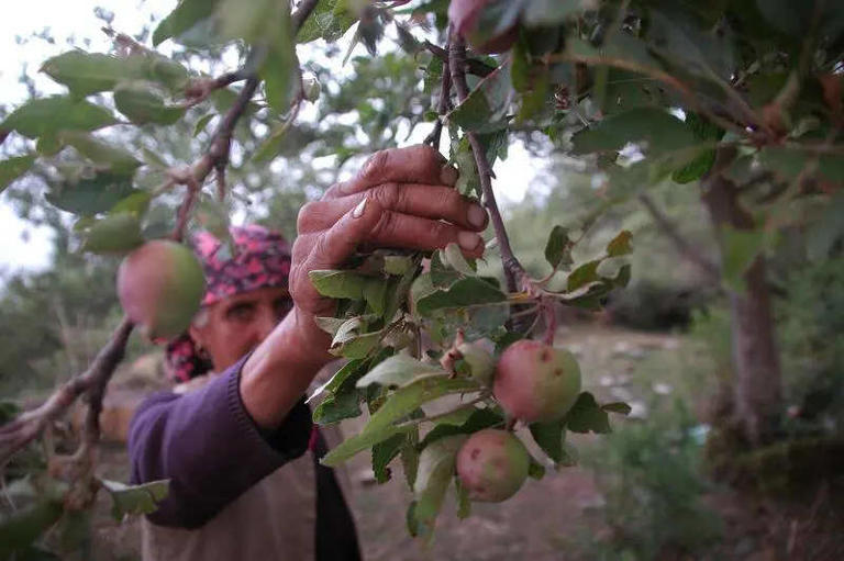 Kinnauri apple, topi, among 8 Himachal products to get GI tags