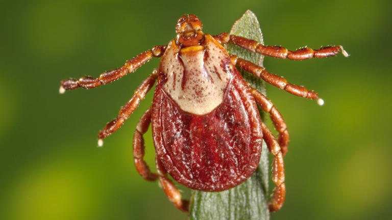Your guide to identifying some of the most common ticks found in the US