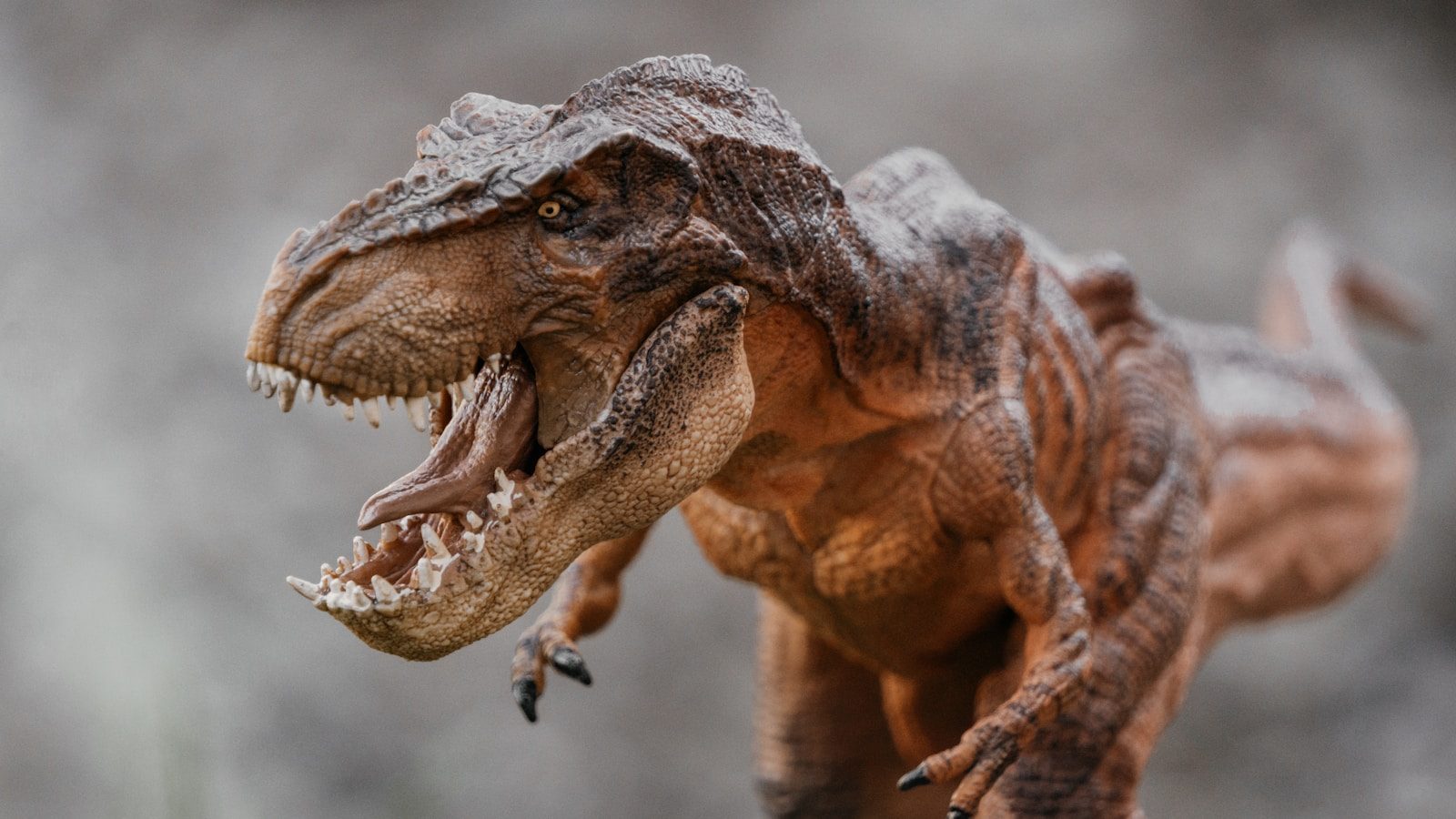Why Tyrannosaurus rex had such tiny arms, according to new research