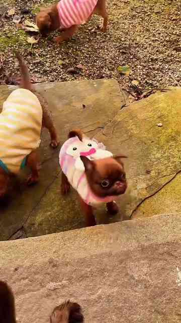 This forgotten dog memory was too good to keep