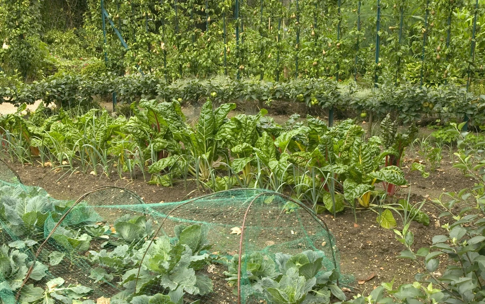 July garden checklist offers region-specific summer strategies