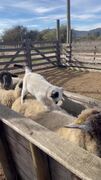 Cat kneads on sheep's back
