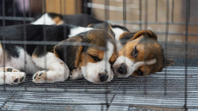 Minnesota's 33 rescued beagles all find homes after leaving breeder ...