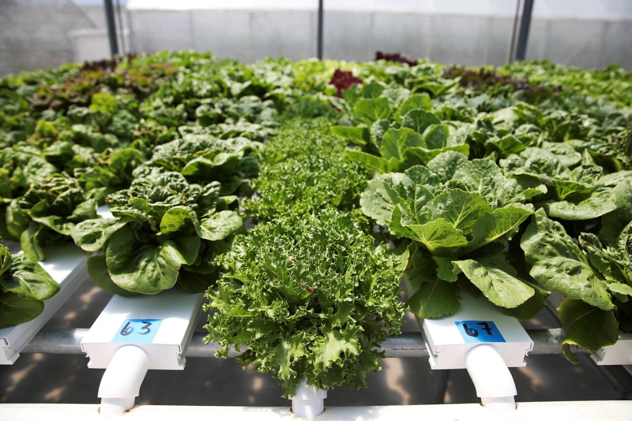 From fields to space farming, new tool detects crop drought stress ...