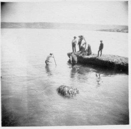 Shell, stone, and sea: The abalone economy that once touched Point Loma ...