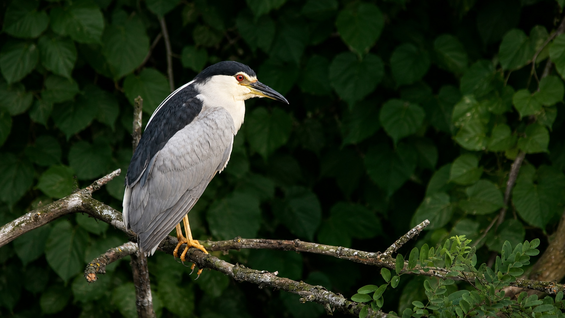 This silent bird waited patiently in front of a hidden camera