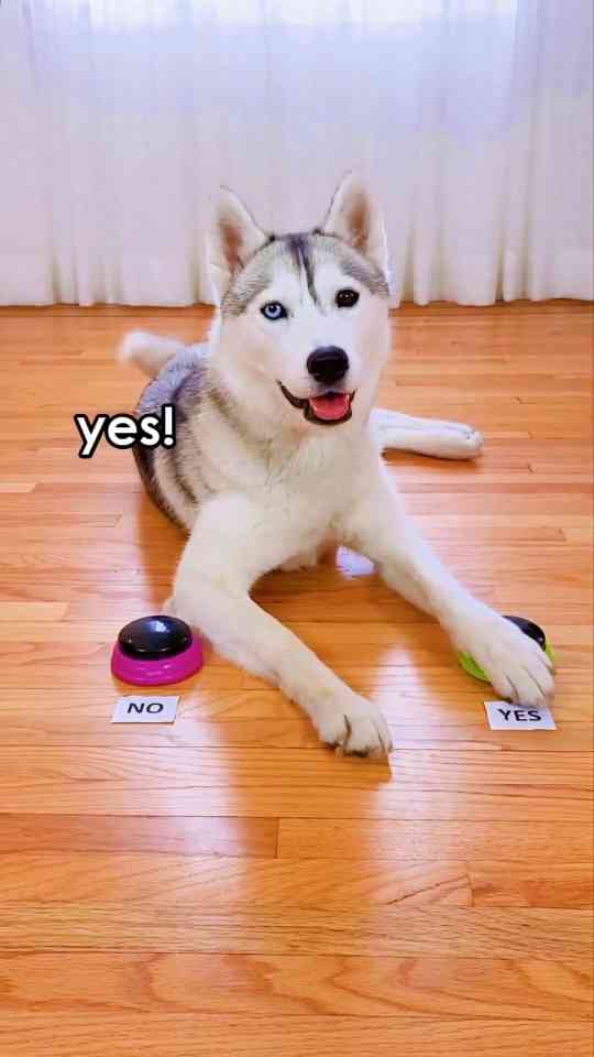 Dog answers fan questions using talking buttons! (Did I poke her eye out?)
