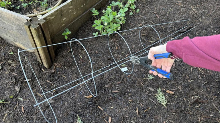 The cheapest way to DIY a custom cage for floppy peonies