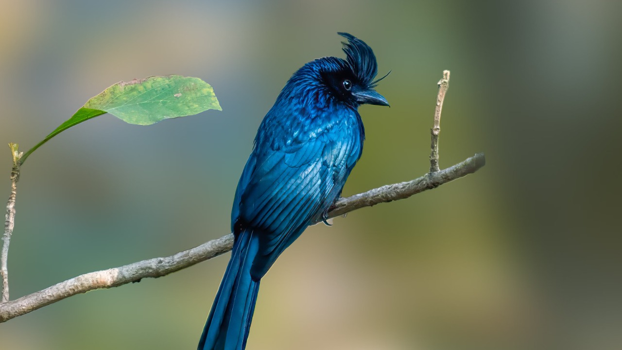 A fork-tailed drongo mimics 50 alarm calls to scare other animals off ...