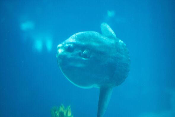 Massive 5,000-pound 'alien' sea creature spotted in UK seaside city