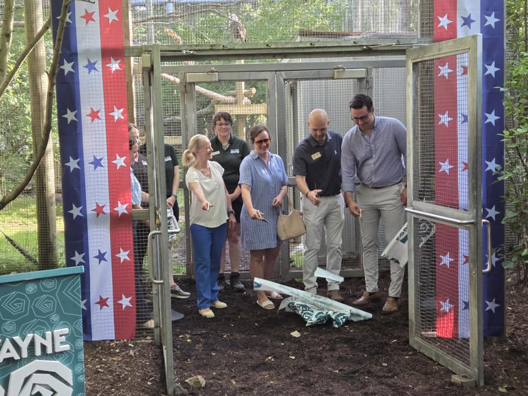 Fort Wayne Zoo opens patriotic bald eagle exhibit ahead of America’s ...
