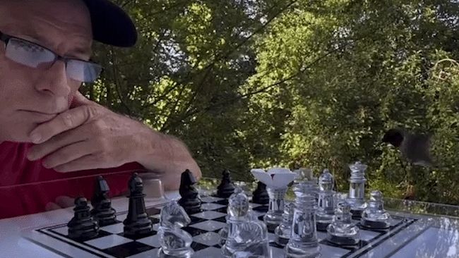 Hummingbird is totally on board for game of chess