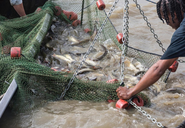 US senators request USDA support for farm-raised catfish