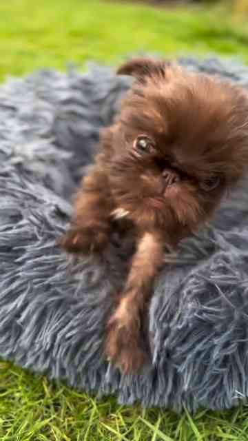Proof Brussels Griffons are full of drama