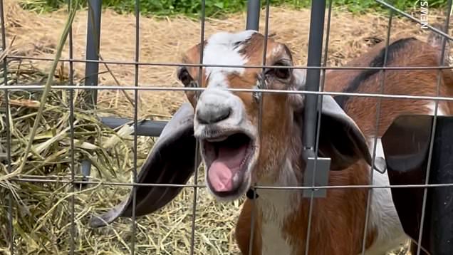 Goat gets stuck in fence and screams like a human