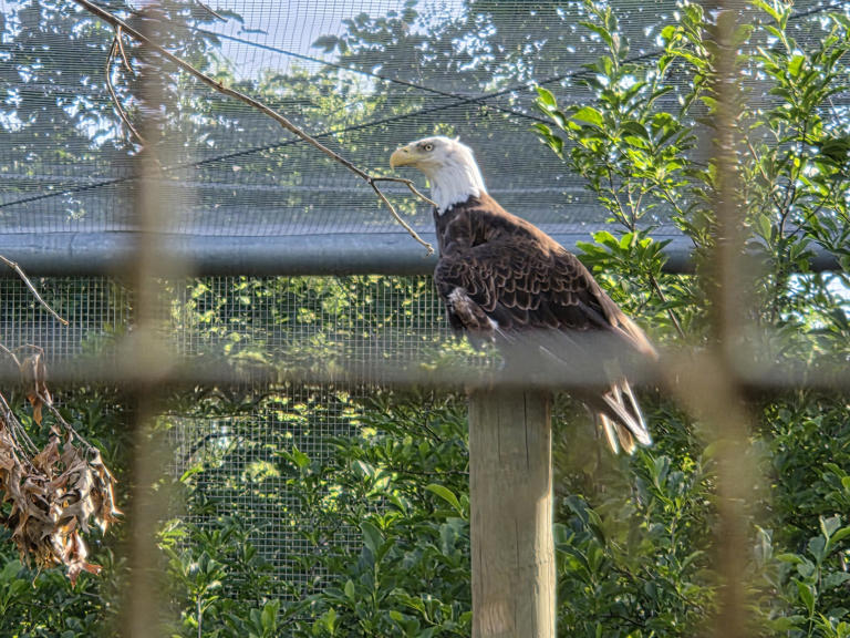 Fort Wayne Zoo opens patriotic bald eagle exhibit ahead of America’s ...
