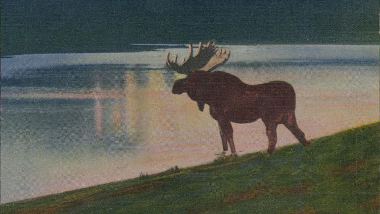 What is the most American animal?