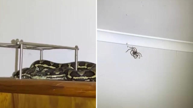 Snake catcher called to bedroom for a python, then spots one of his ...
