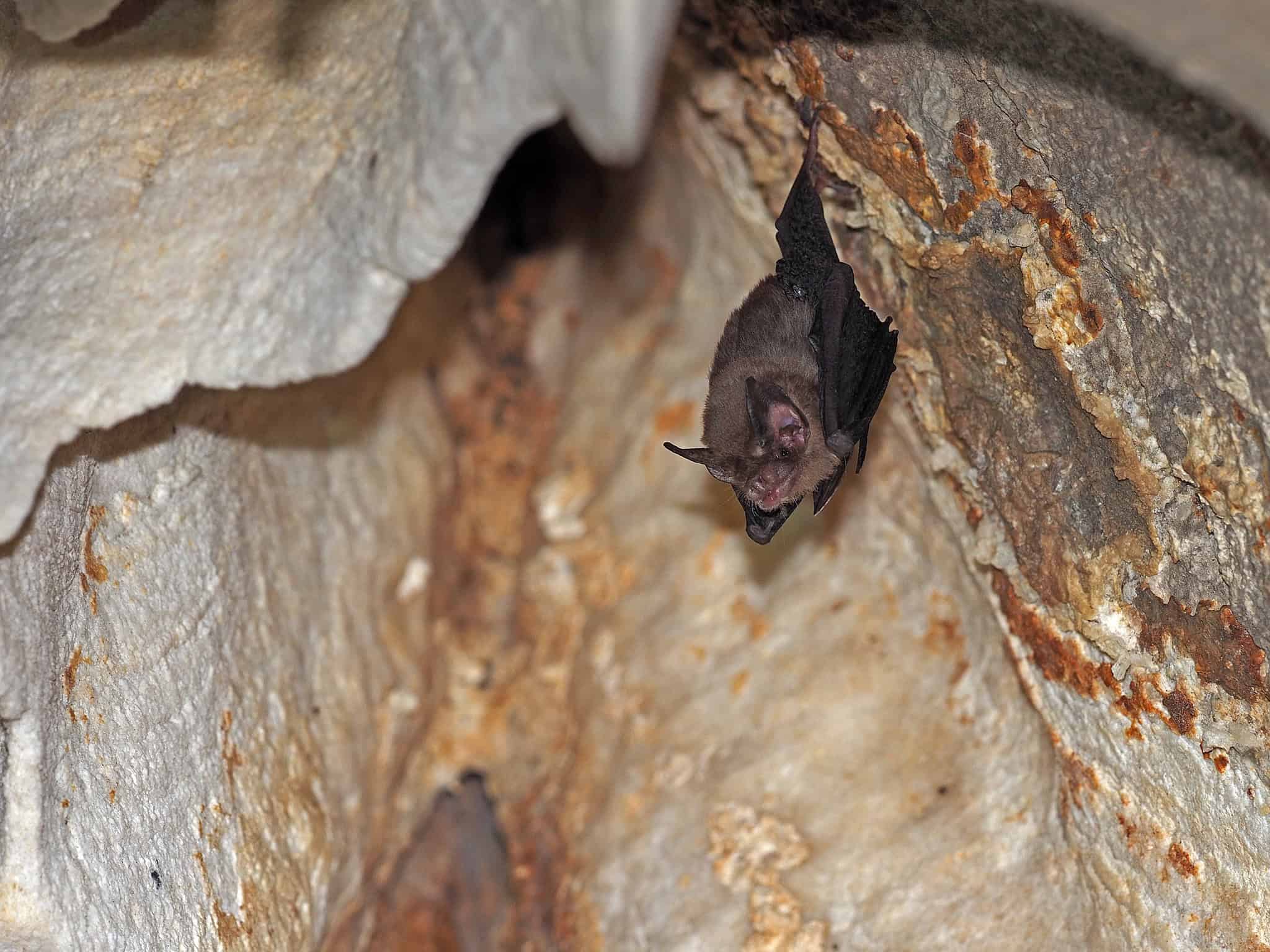Why the bumblebee bat is one of nature’s greatest miniatures