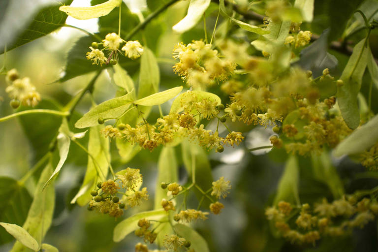 Martha Stewart loves this low-maintenance tree—here's why you might, too