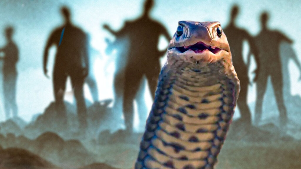 Discover what would happen to ecosystems if we killed all snakes