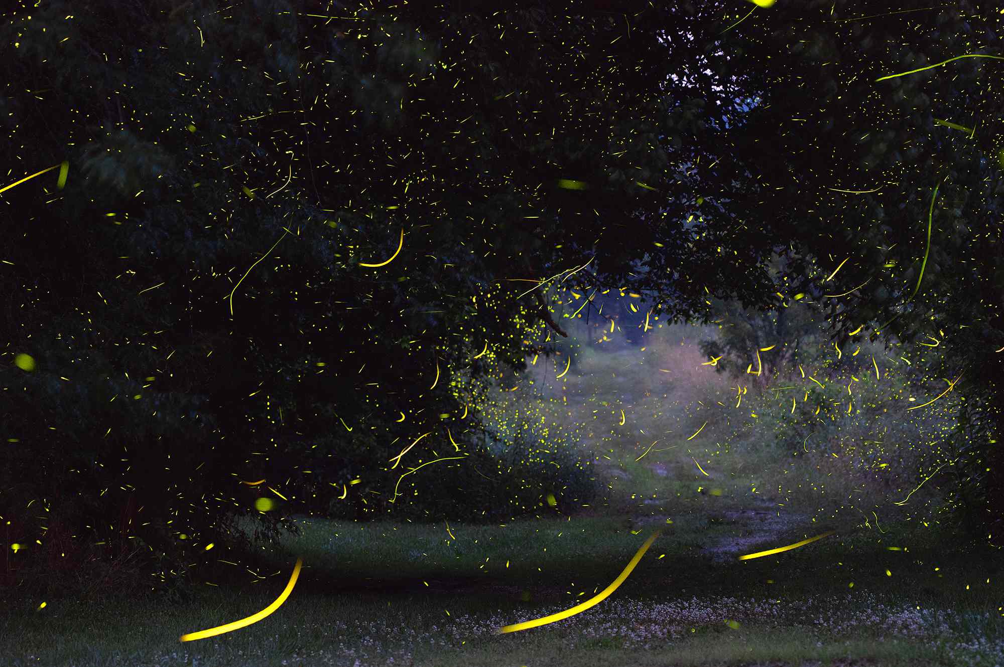 These dark-sky parks are home to one of summer’s most spectacular ...