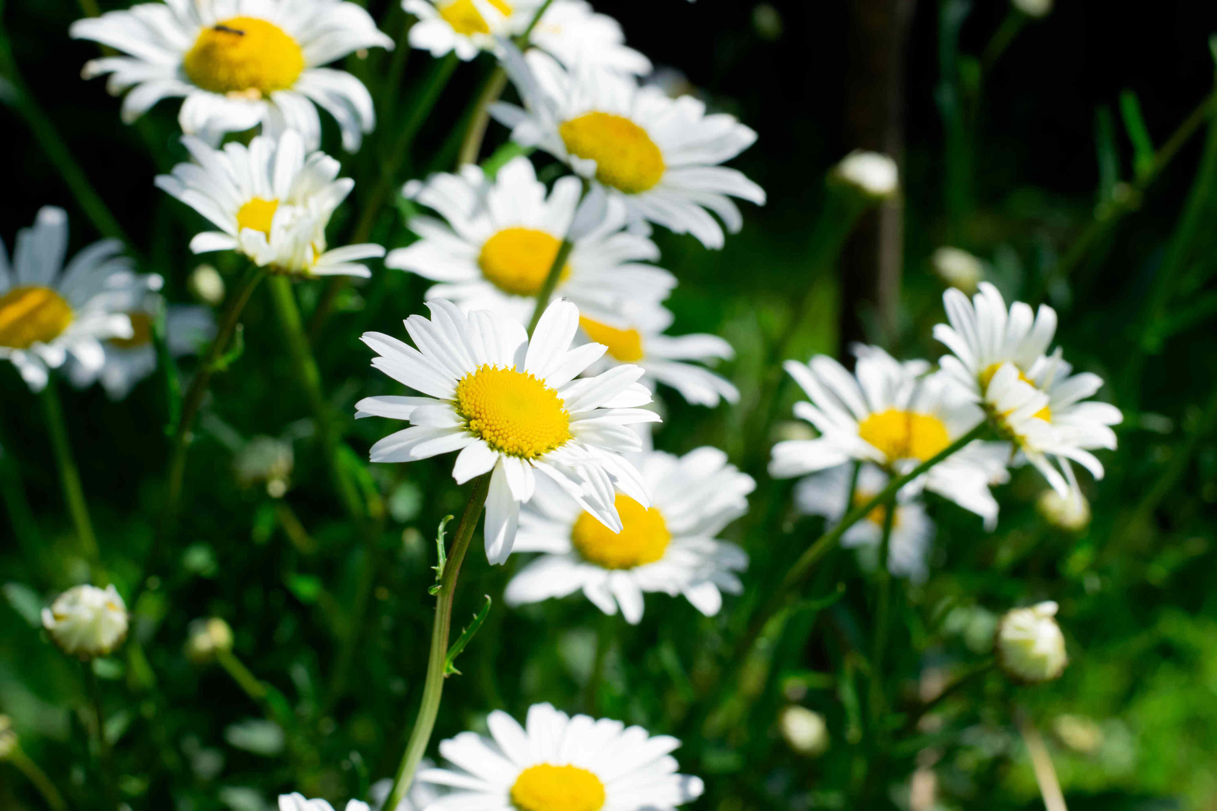 5 flowers you should deadhead in July for more blooms all summer long
