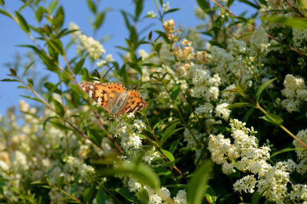 Call for volunteers to help with Cumbria hedgerow survey