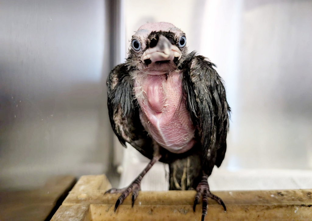Starving crow nursed back to health by another bird
