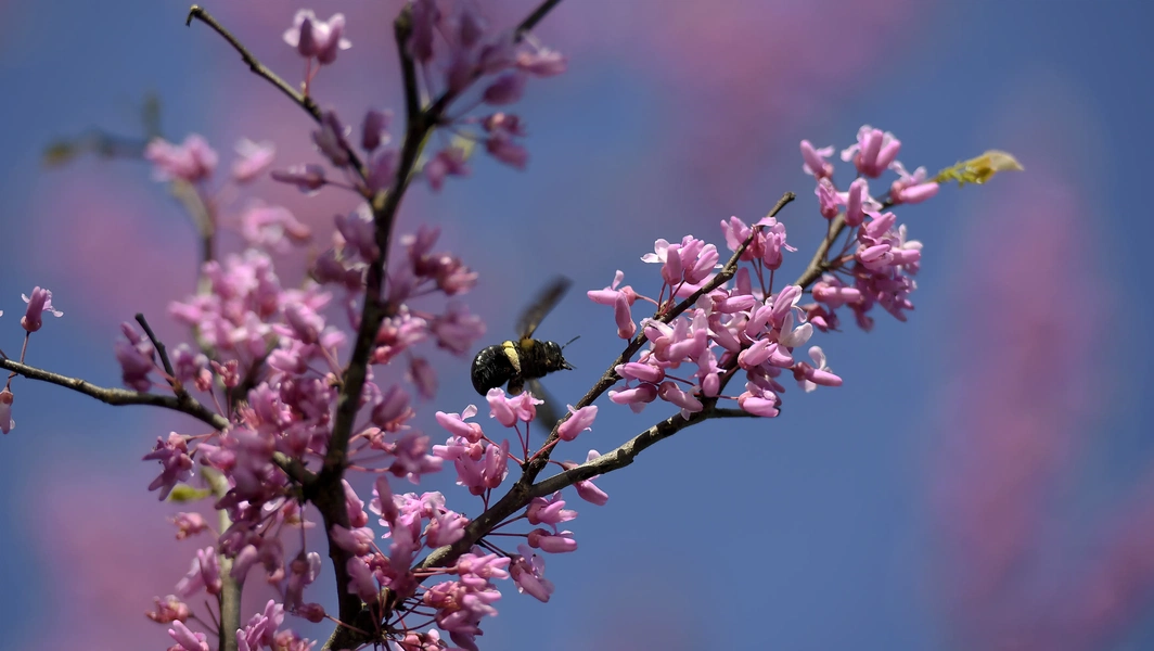 9 small trees for colorful, wildlife-friendly gardens