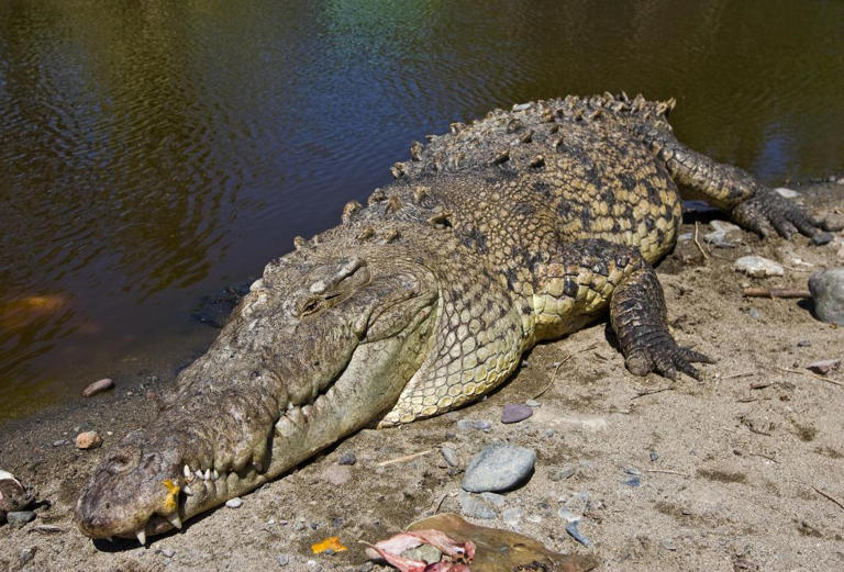Southern California couple witnesses deadly crocodile attack in Puerto ...