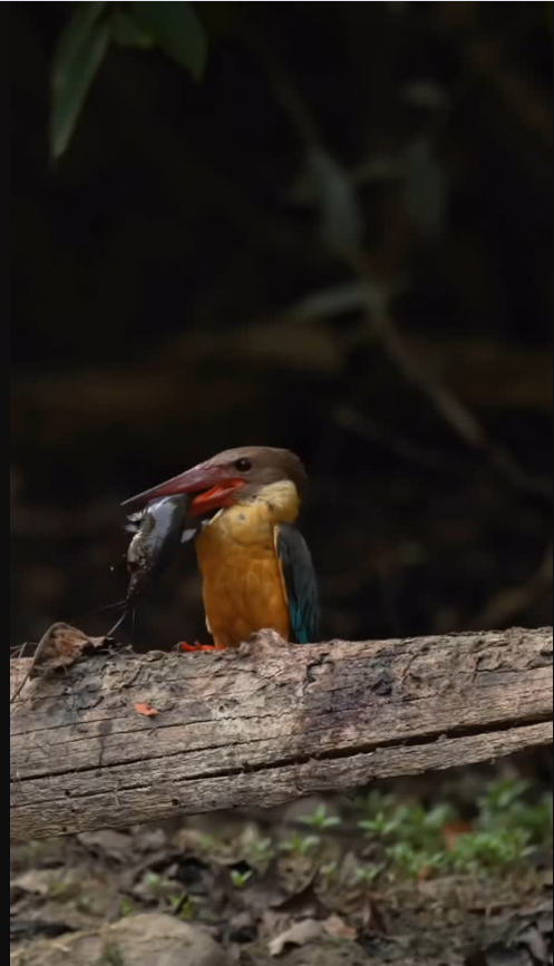 The king with the fish moment in nature