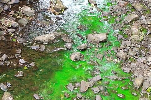 Harrogate resident's photographs show strange coloured water at Crimple ...