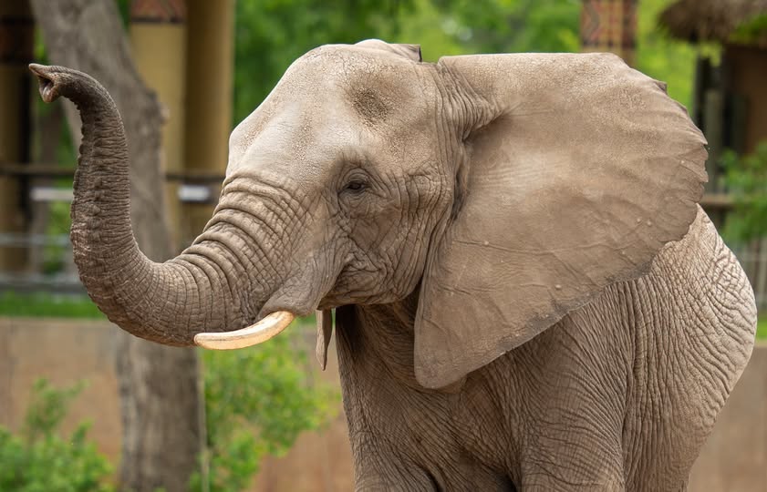 Elephant baby boom continues at Sedgwick County Zoo