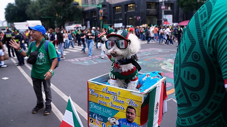 Meet Osito, the rescue dog winning hearts at the World Cup