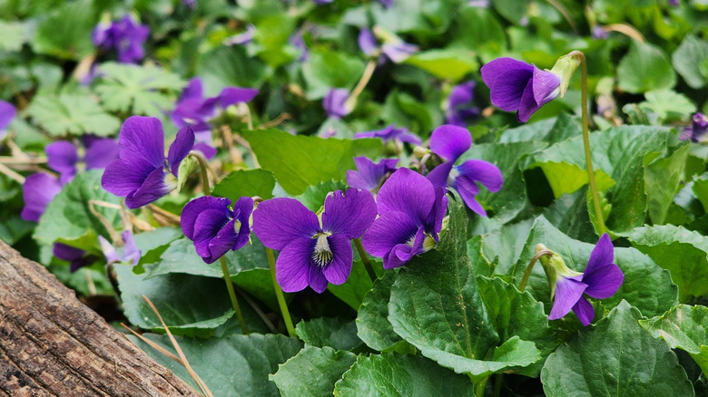 10 varieties of self-pollinating flowers to brighten a garden with ...