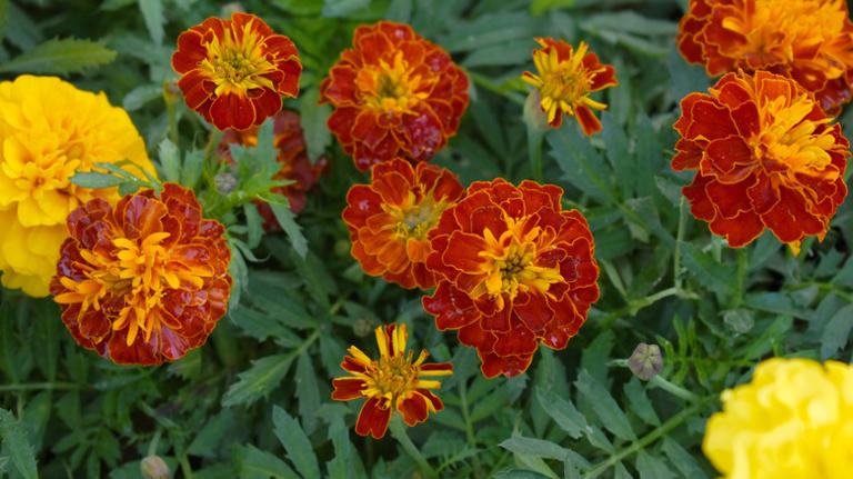 Marigolds vs. wasps: Old wives' tale or effective deterrent?