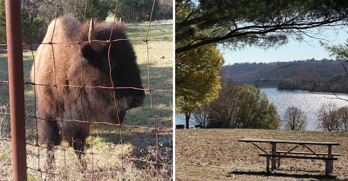 You can safely watch a herd of bison in this Oklahoma prairie viewing loop