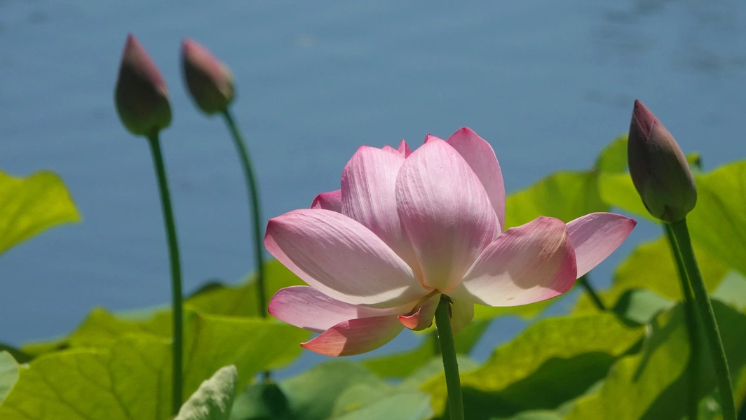 10 sacred flowers and their spiritual meanings